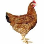 ᐅ Frankenhof - Geflügelverkauf