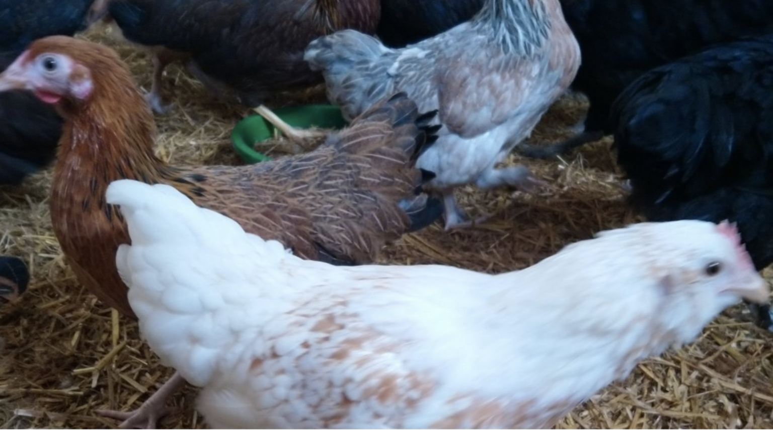 ᐅ Frankenhof - Geflügelverkauf